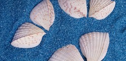 Angel Wing Shells for Sacral Chakra and water element work
