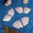 Angel Wing Shells for Sacral Chakra and water element work