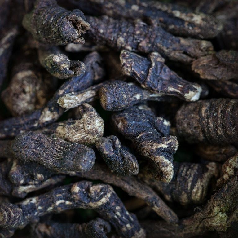 Raw Osha Root for protection, endurance & easy breathing