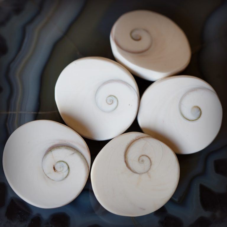 Gomati Chakra Shells for health, prosperity, and protection