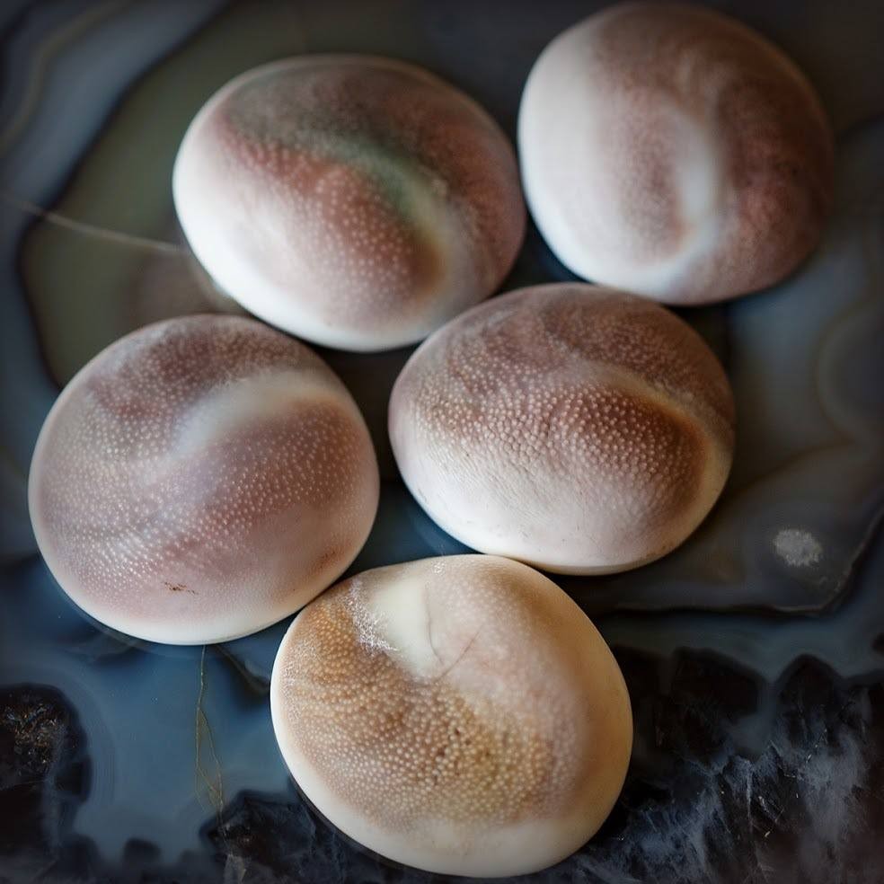 Gomati Chakra Shells for health, prosperity, and protection