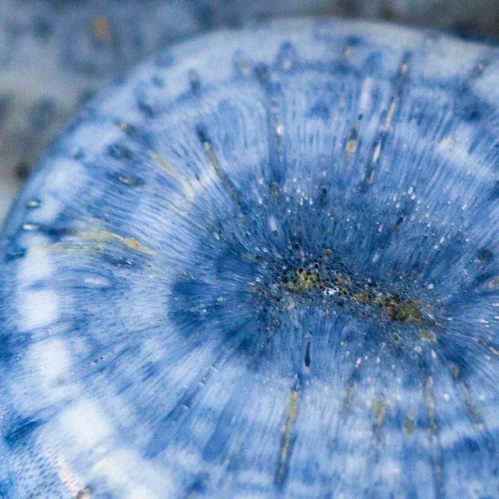 Blue Coral Palm Stones for ancient wisdom and past life healing