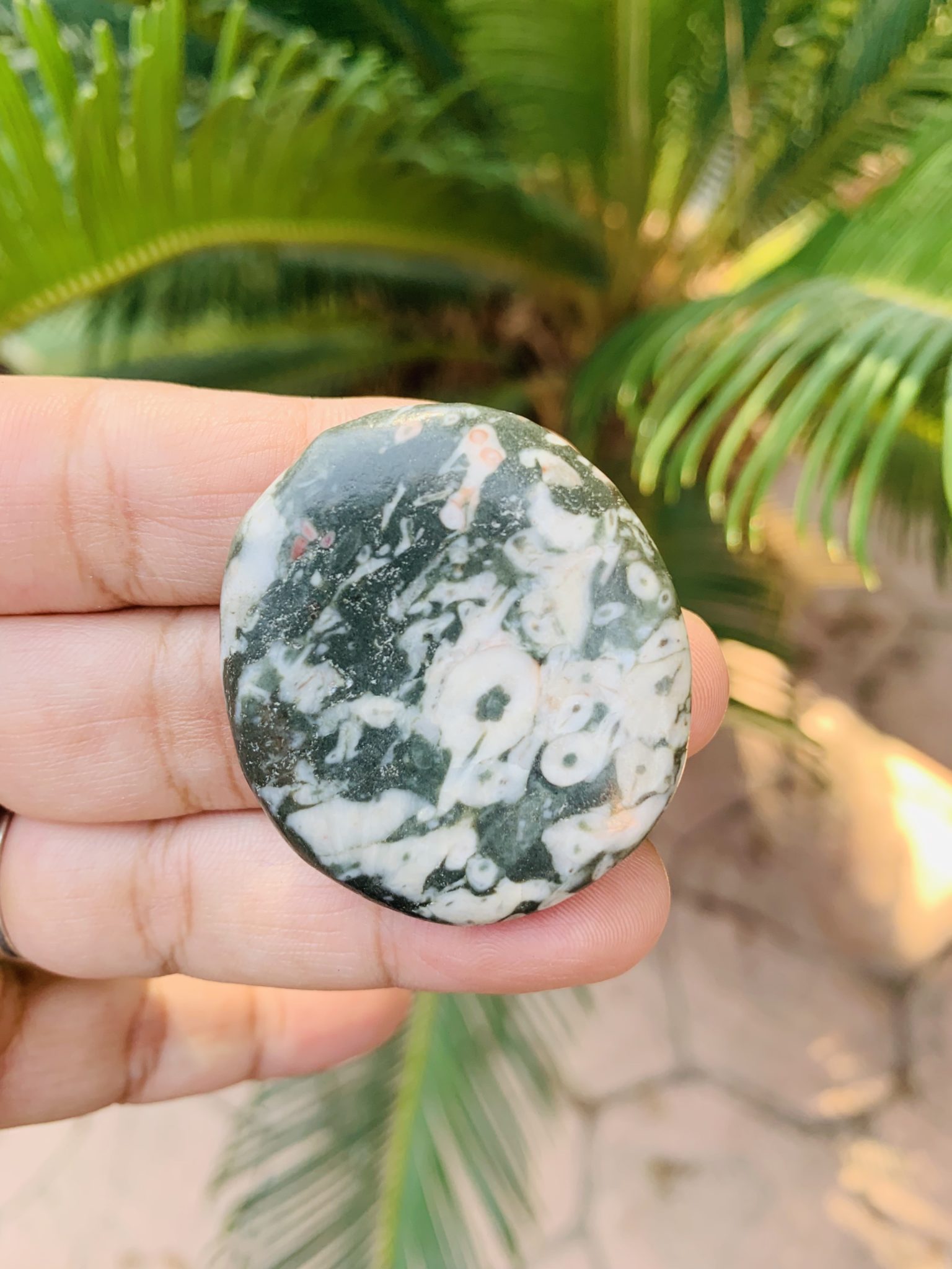Shell fossil jasper palm stones for grounding and relaxation