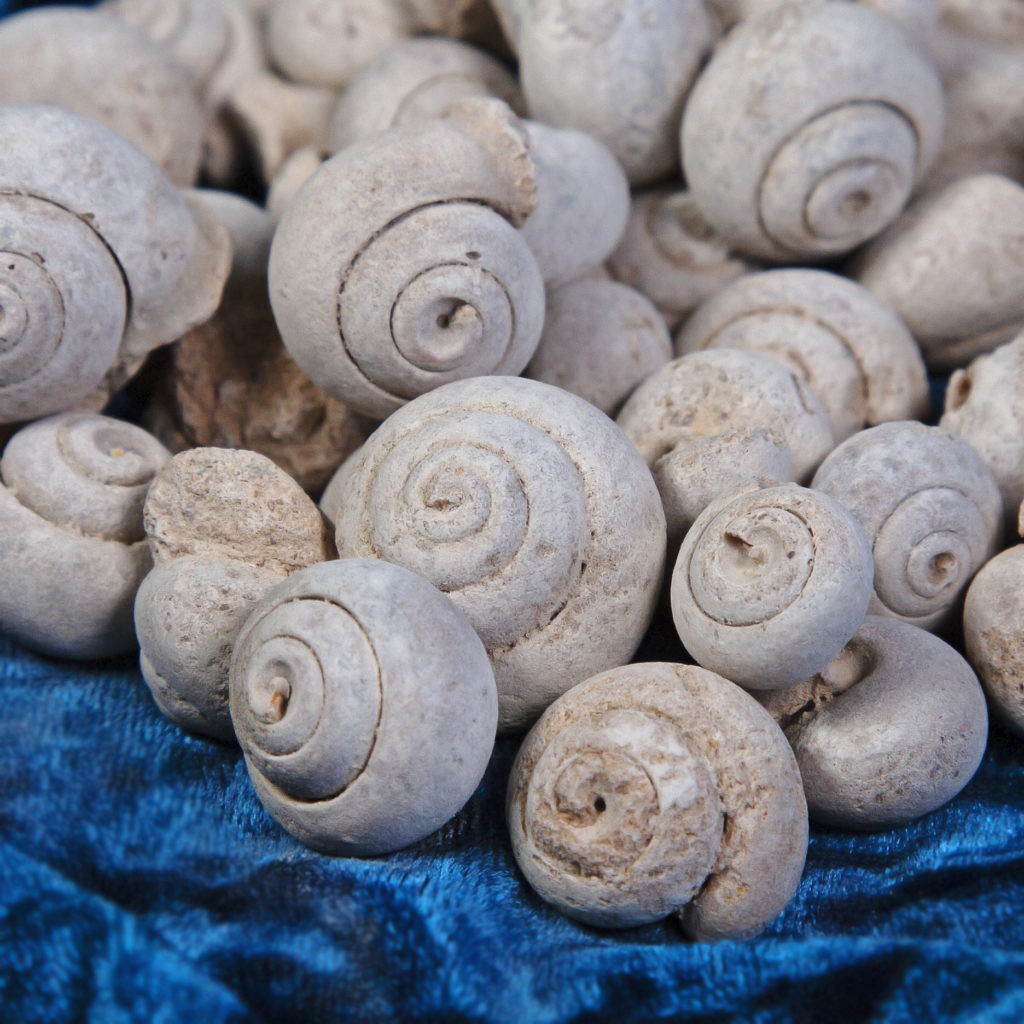 Natural Gastropod Fossil for Earth wisdom - Sage Goddess