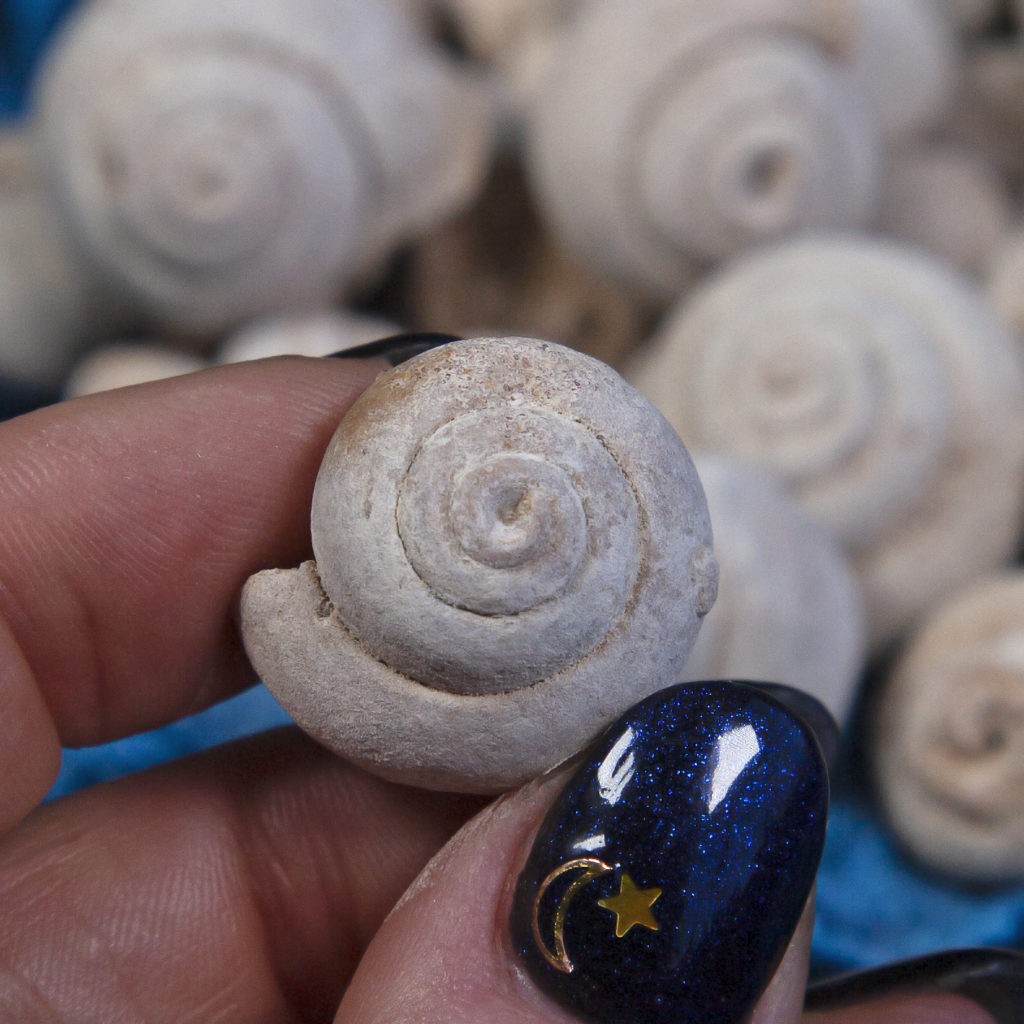 Natural Gastropod Fossil for Earth wisdom - Sage Goddess