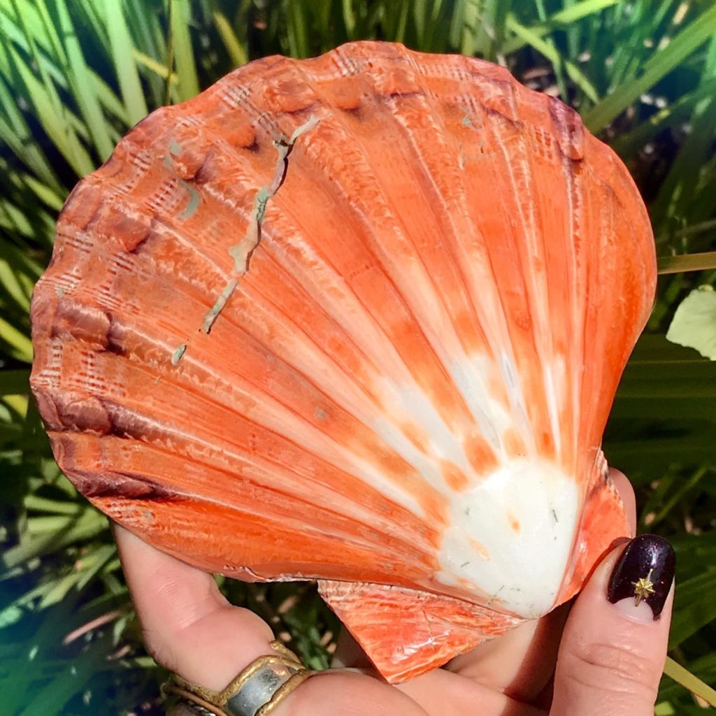 Scallop Smudge Shells for clearing, beauty, and water magic