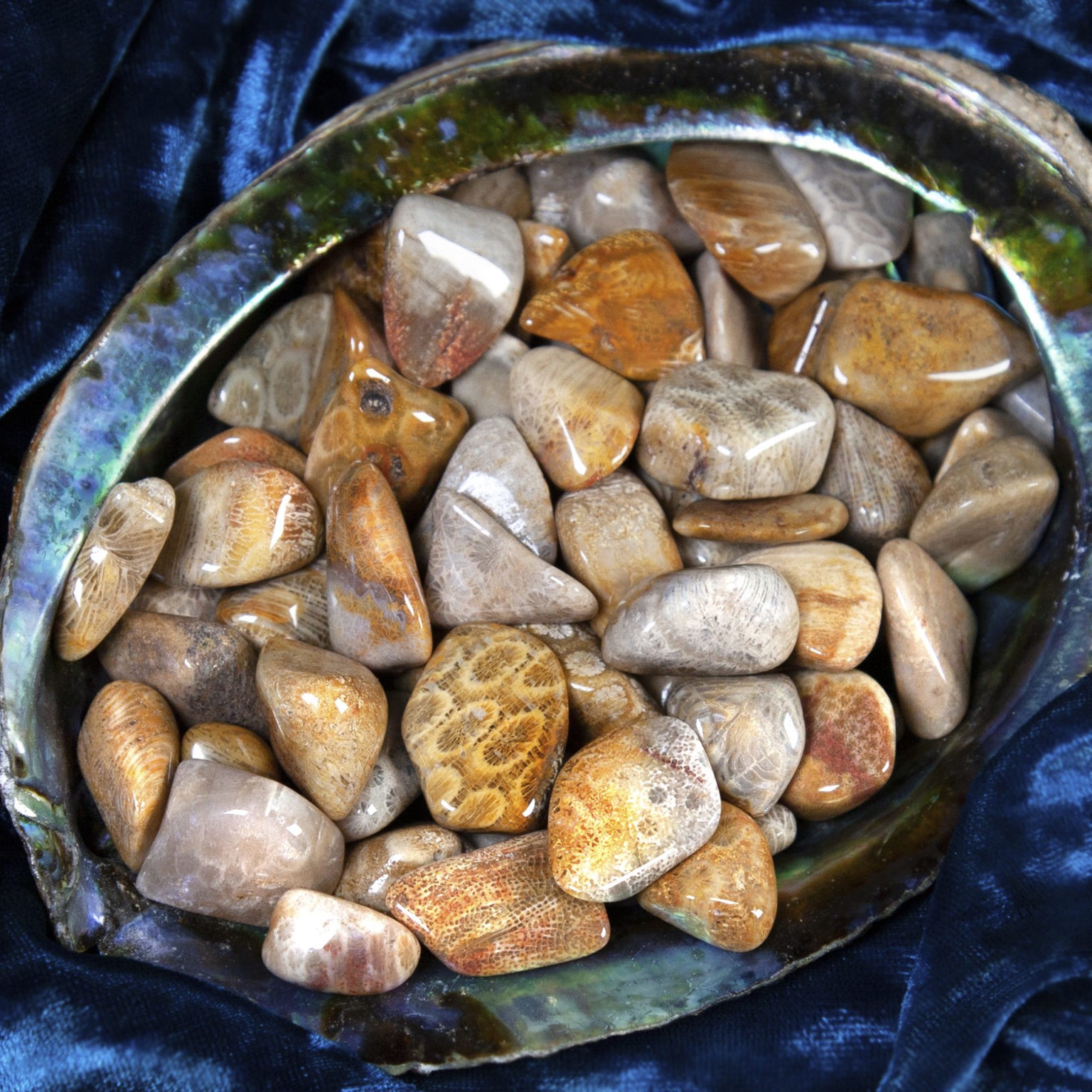 Sage Goddess Tumbled Agatized Coral for harnessing ancient energies