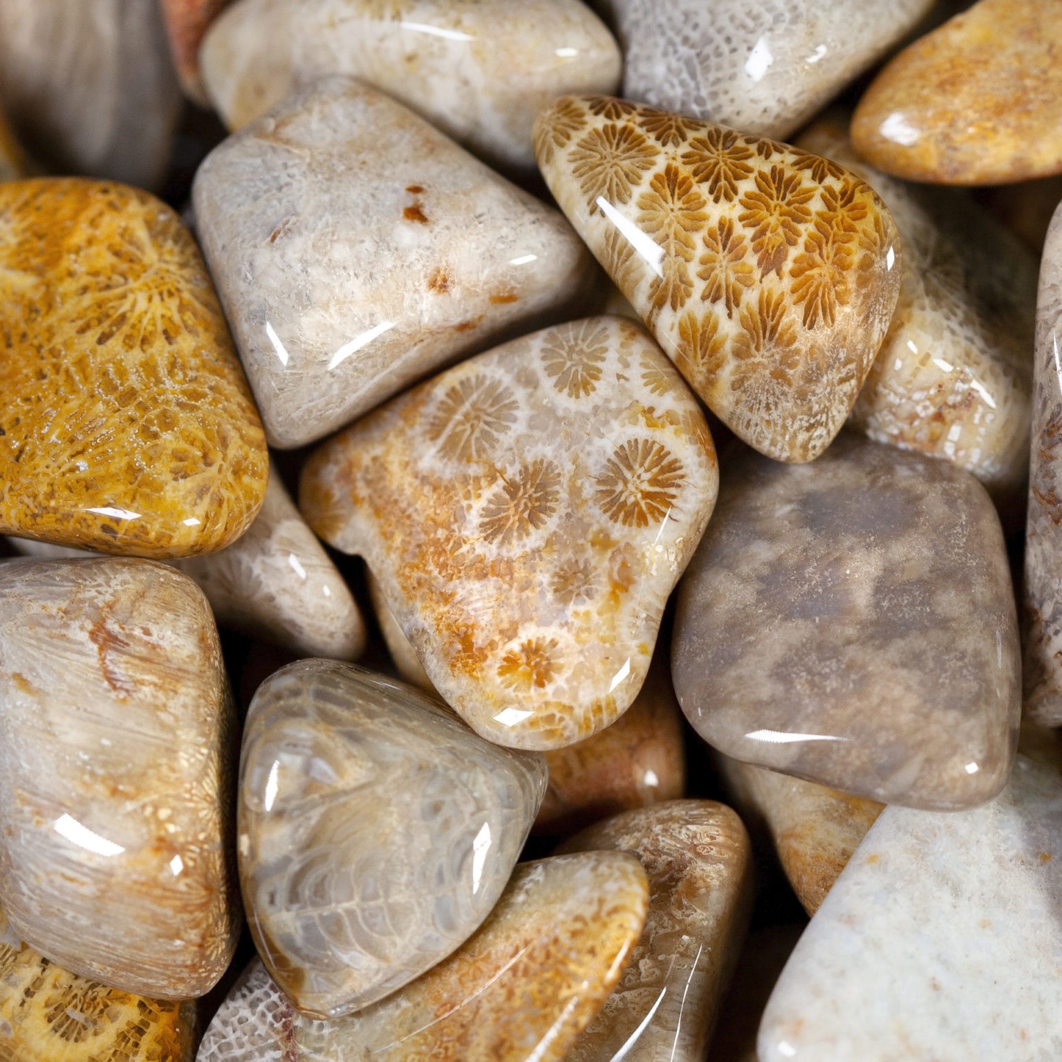 Sage Goddess Tumbled Agatized Coral for harnessing ancient energies