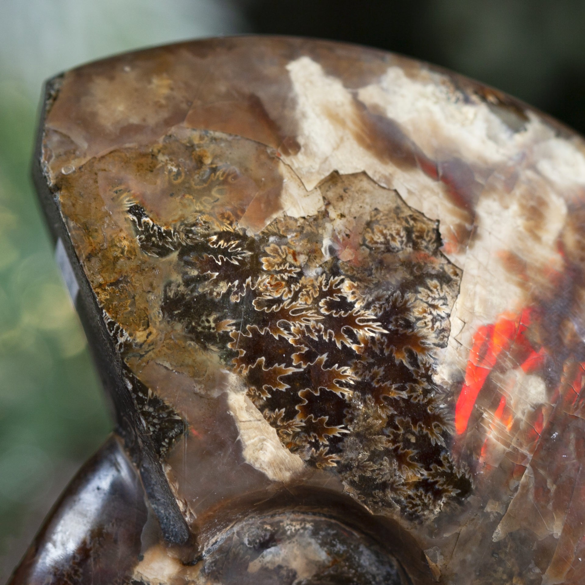 Red Flash Fire Ammonite for life force energy and kundalini activation