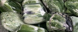 Sage Goddess Green Tremolite: Large Tumbled for heart healing