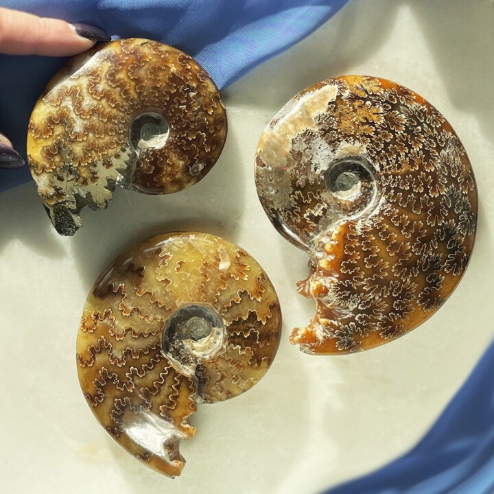 Sage Goddess Polished Ammonite for evolution & ancient wisdom