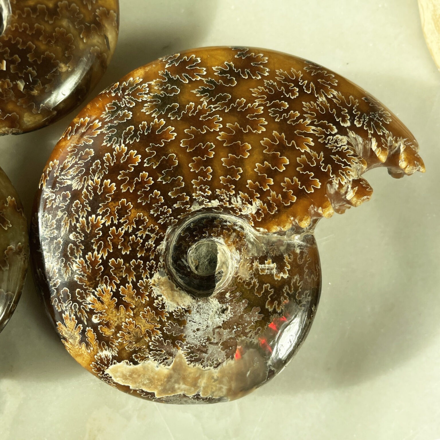 Sage Goddess Polished Ammonite for evolution & ancient wisdom